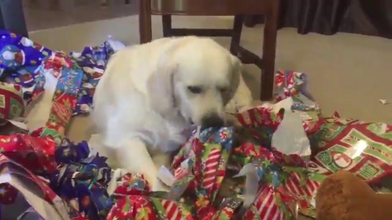 Golden retriever ripping up Christmas wrapping on Christmas morning ...