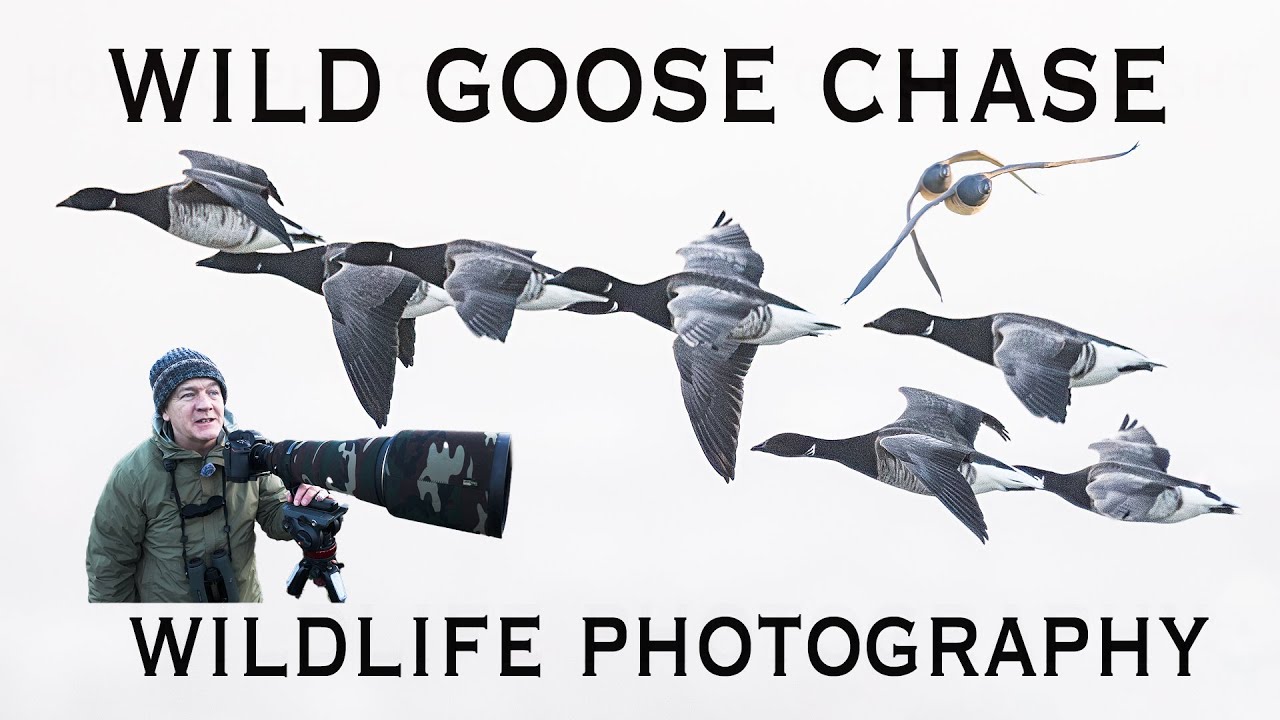 Wild Goose Chase. Wildlife Photography IS NOT EASY! - YouTube