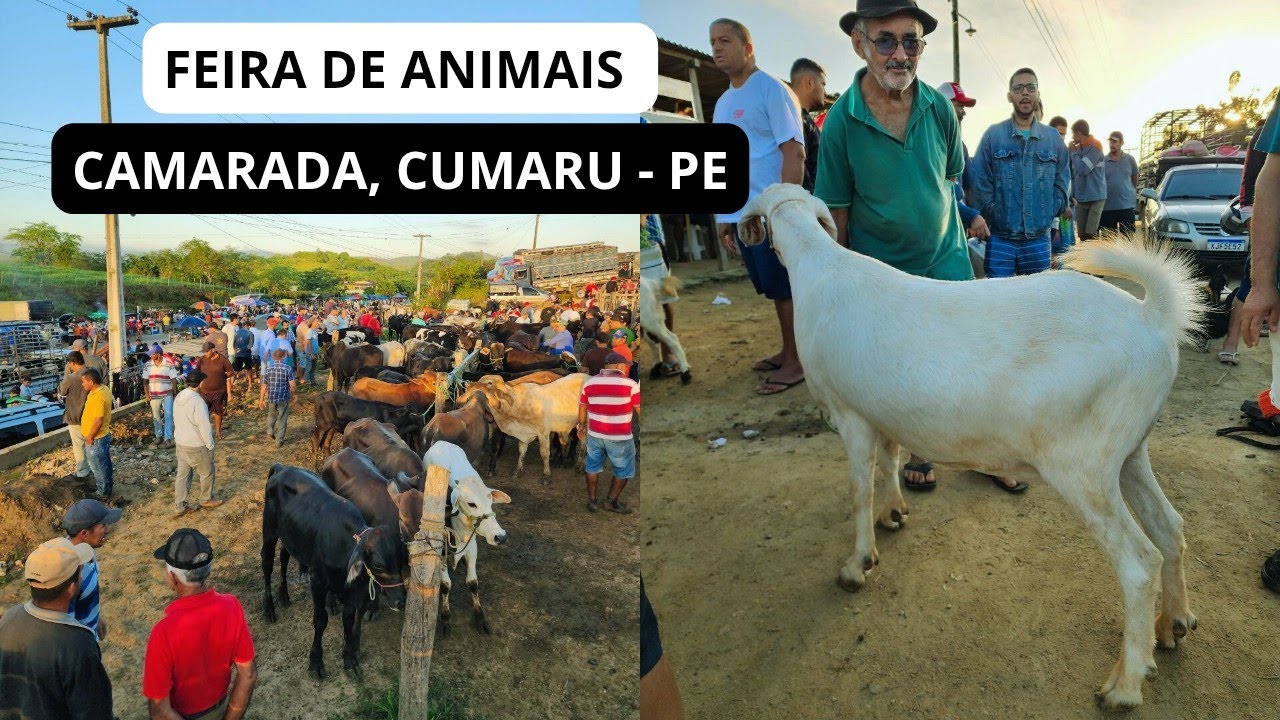 FEIRA DE CAMARADA, CUMARU, PERNAMBUCO, 10/08/2025 - YouTube