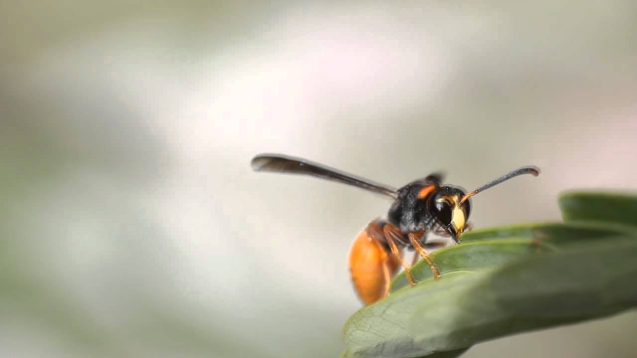 Dangerous but Beautiful Creature - Fire Tailed Mud Nesting Wasp - YouTube