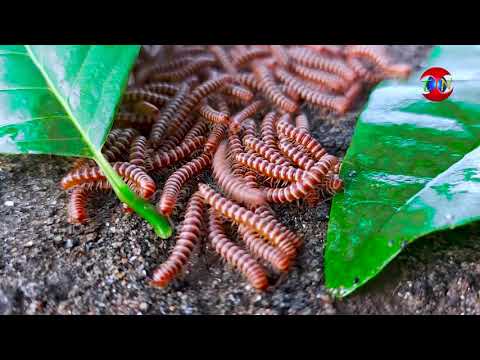What is GIJAI ? Strange Creatures गिजाई समूह - THE NATURE - YouTube