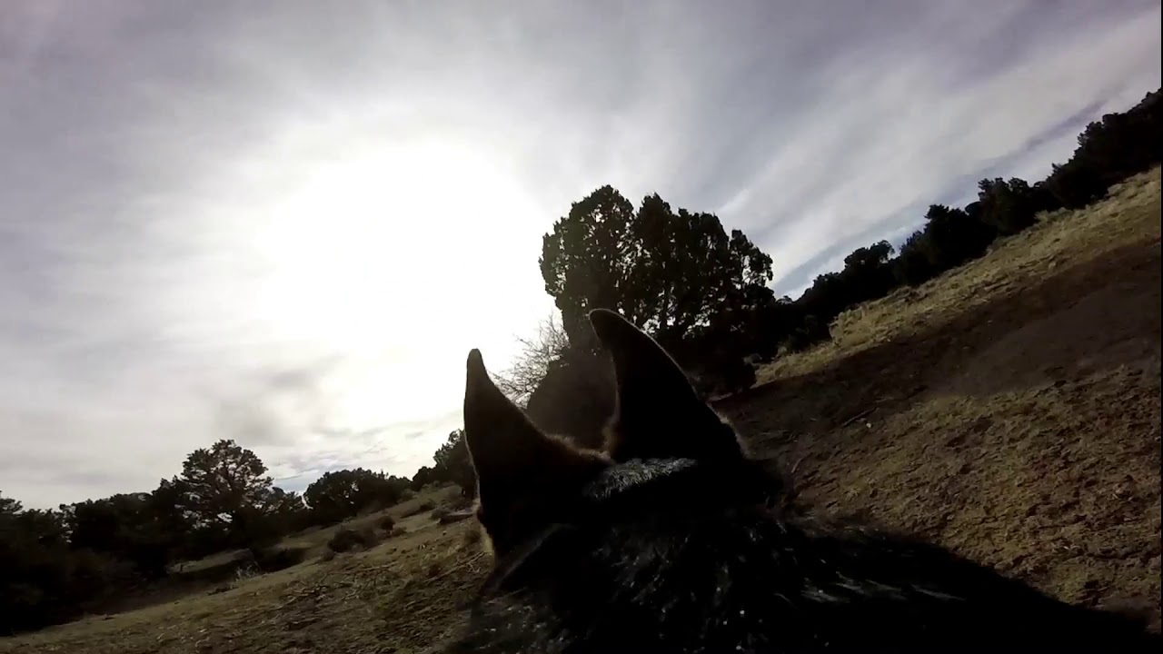 K9 Search and Rescue dog tracking training, (K9 SAR dog). Festus on a ...