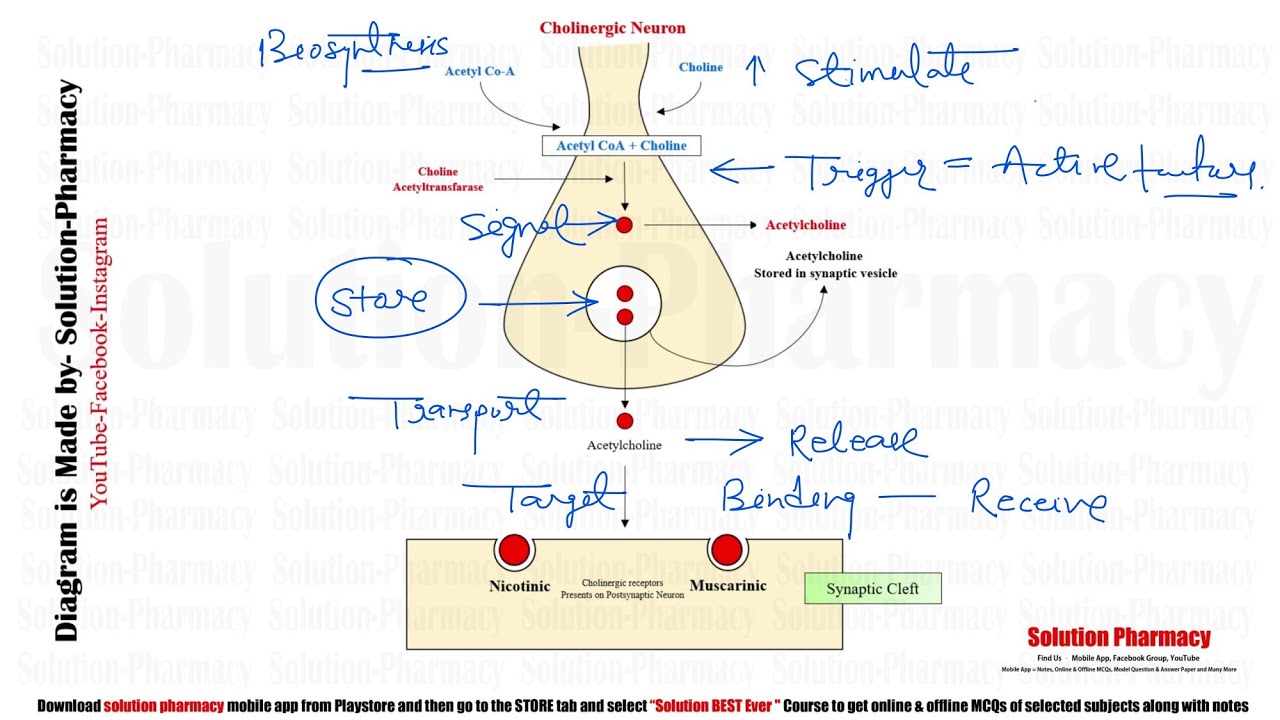 Anatomy & Physiology (35) Cell Signaling = Steps in Cell Signaling ...