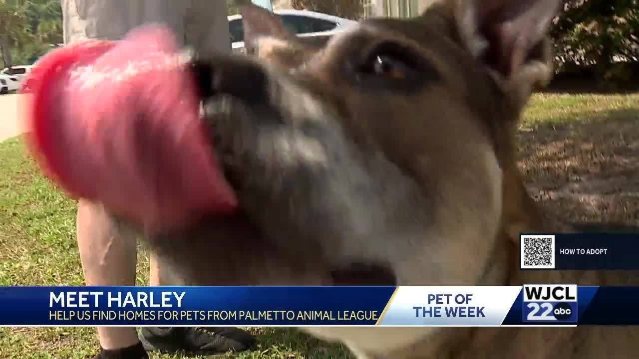 WJCL's Pet of the Week: Meet Harley - YouTube