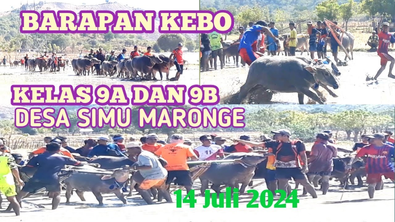 BARAPAN KEBO KELAS 9A DAN 9B DESA SIMU MARONGE - YouTube