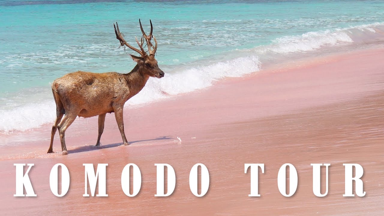4 days Komodo tour! BEST experience - YouTube