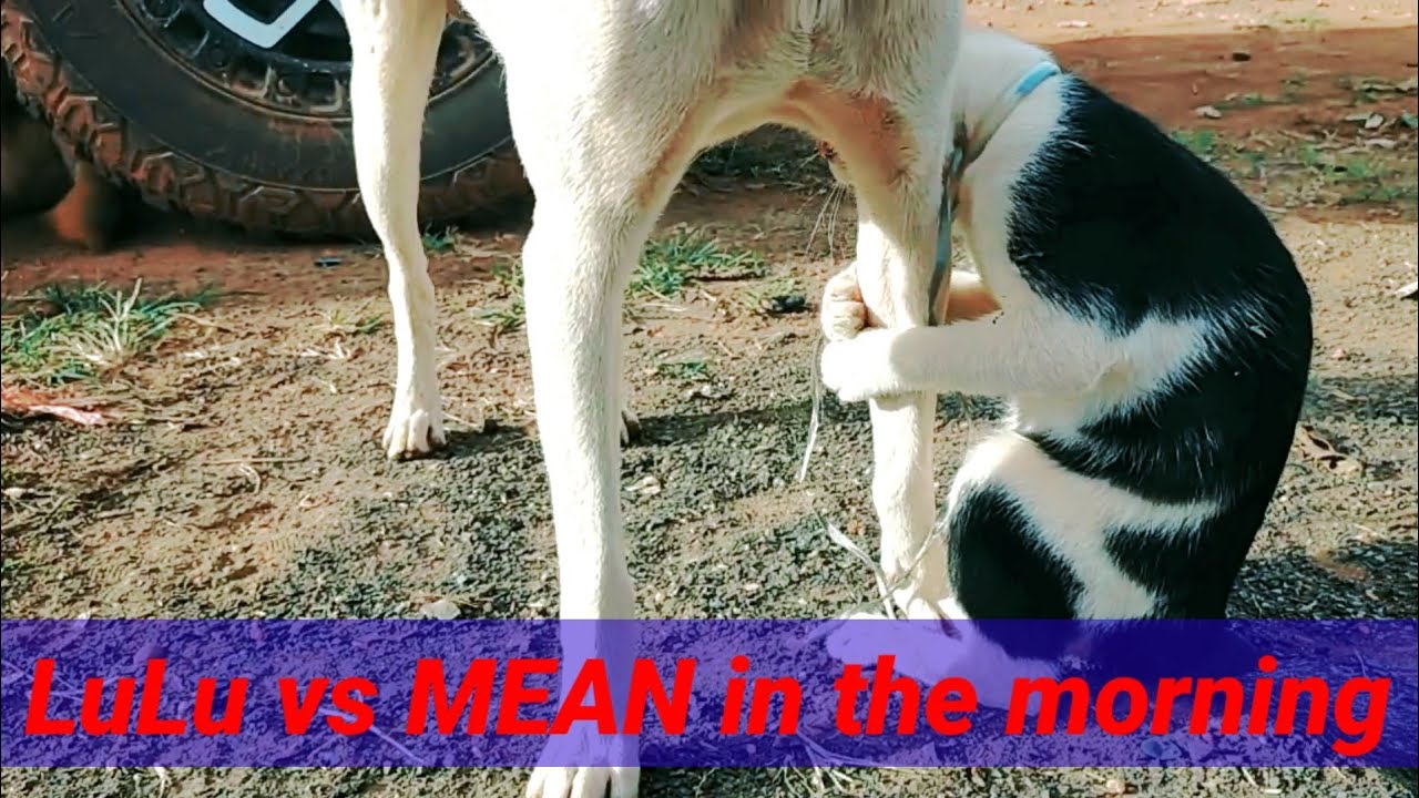 LuLu vs MEAN in morning, @ruralanimallifestyle3018 - YouTube