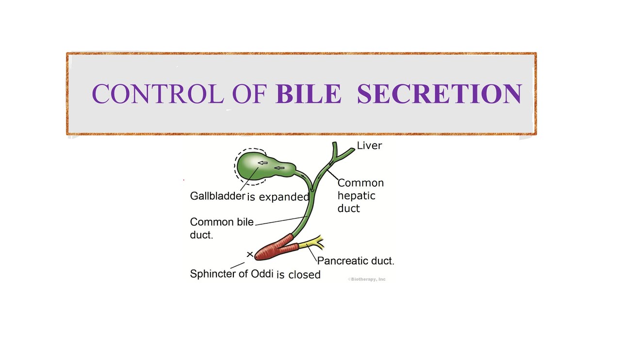 36. SEM III / CONTROL OF BILE SECRETION - YouTube