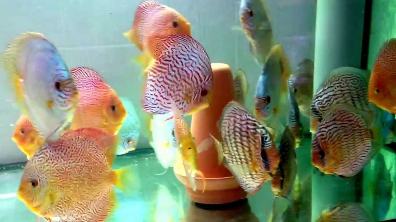 discus huynh Discus blue knight, new sunrise spotted, turquoise rouge ...
