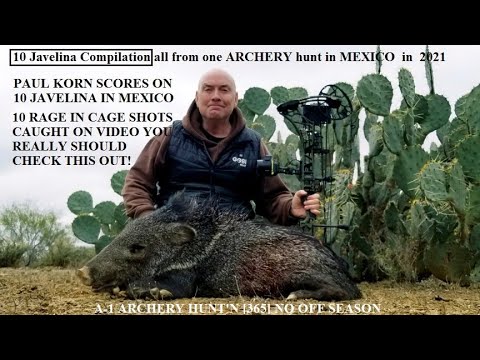 JAVELINA ARCHERY COMPILATION 10 arrowed in Mexico on one hunt Rage in ...