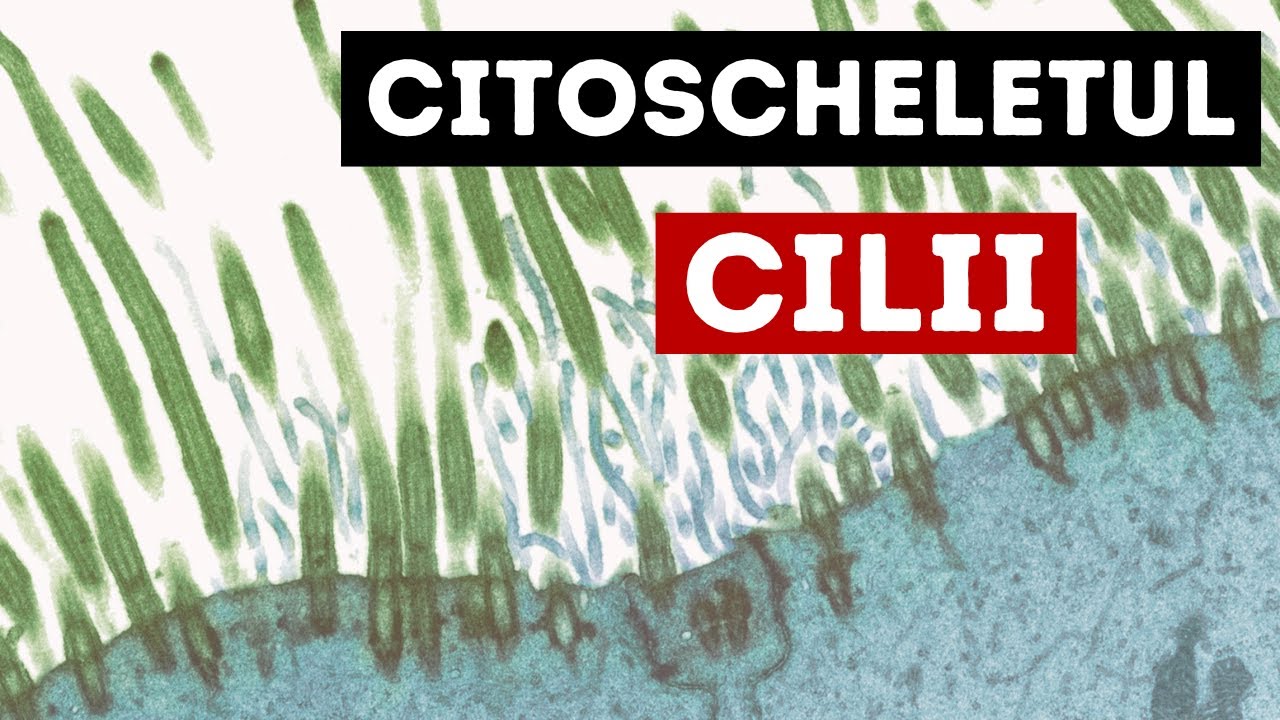 Specializări membranare - Cilii - YouTube