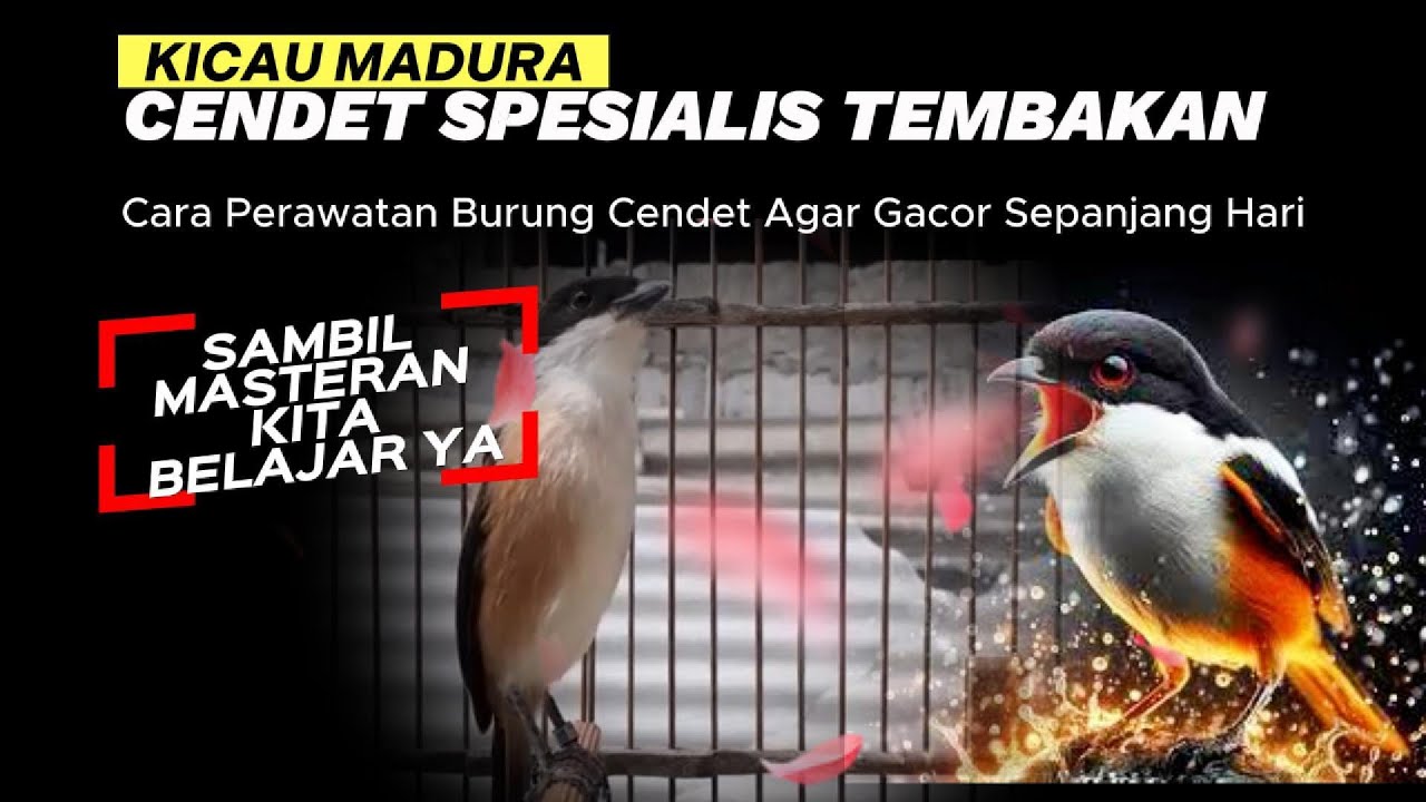 CENDET SPESIALIS TEMBAKAN- CARA PERAWATAN BURUNG CENDET DAN MASTERAN ...