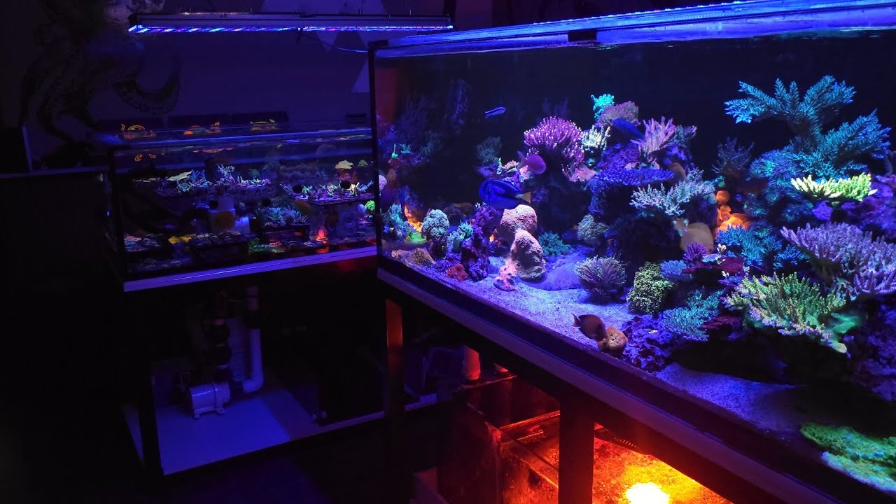 Night time on the 9ft reef aquarium - YouTube