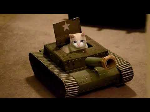 Bonfire meme mashup (cats) | Cursed Image Compilations | Know Your Meme