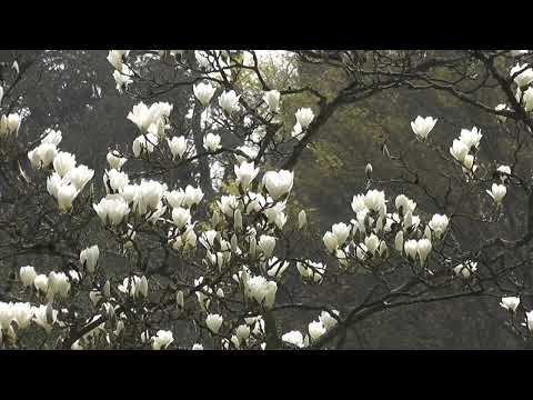 #magnolia Flower romantic nature whatsapp status 4k video