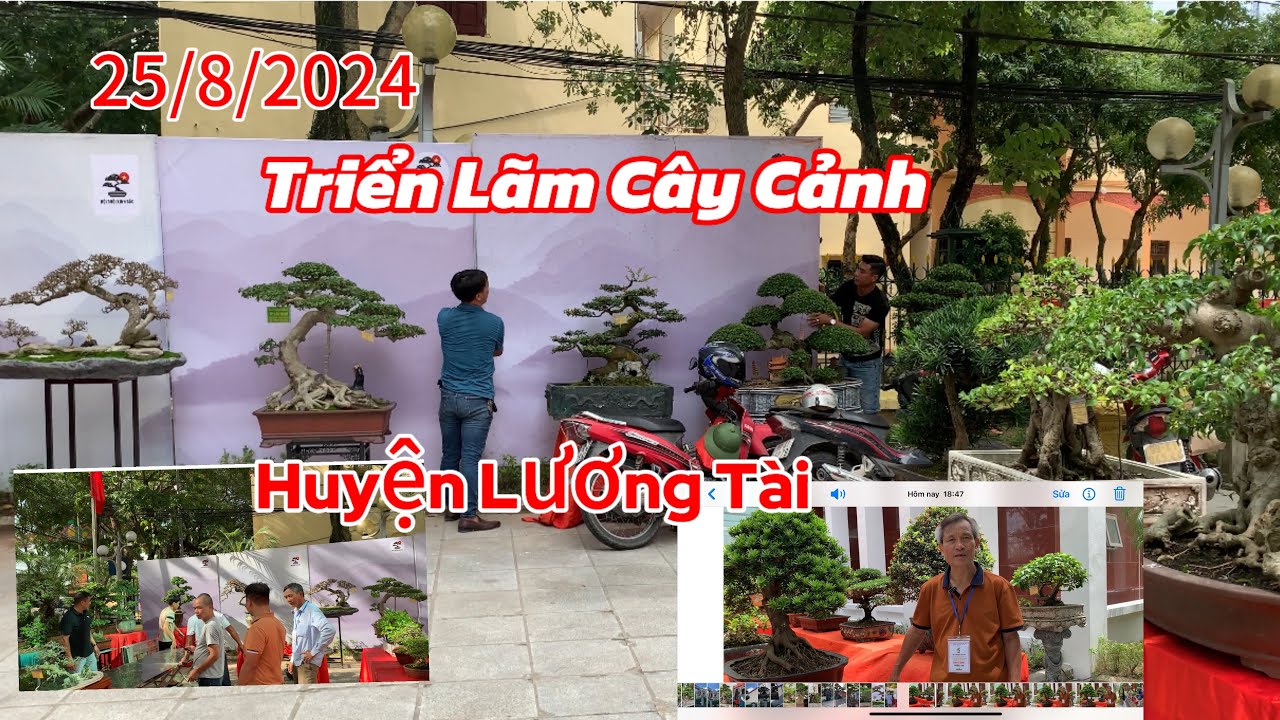 "Khám Phá Triển Lãm Cây Cảnh Lớn Nhất Huyện Lương Tài - Đặc Sắc và Độc ...