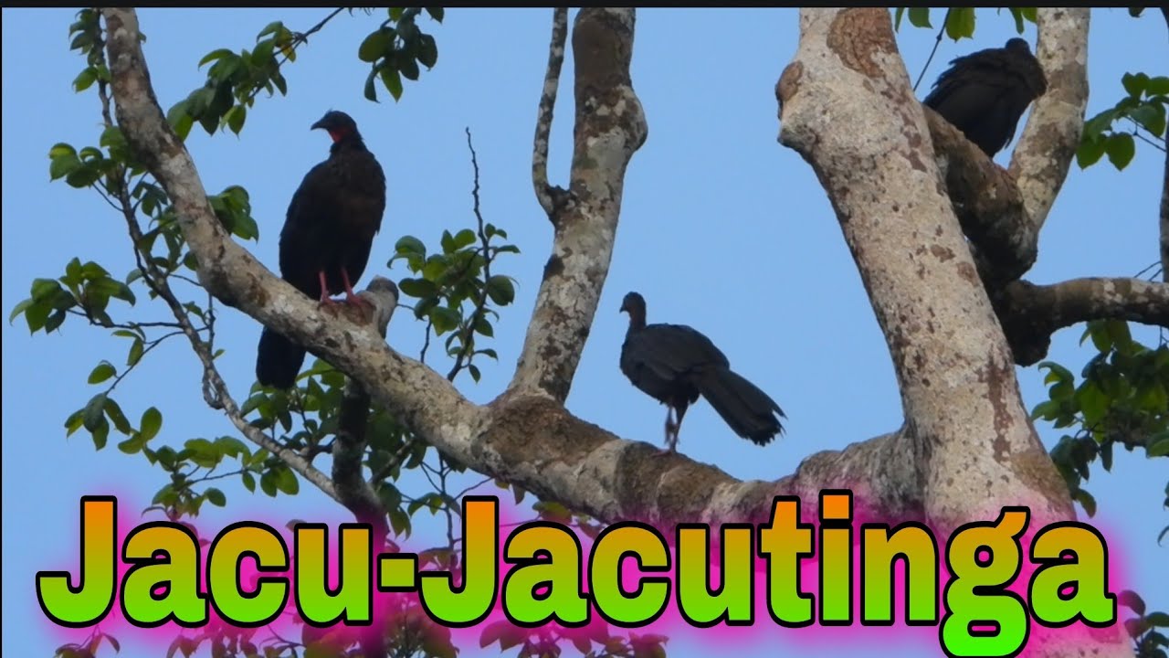 JACUTINGA uma das imagens mais lindas de minha (EXPEDIÇÃO RONDÔNIA ...