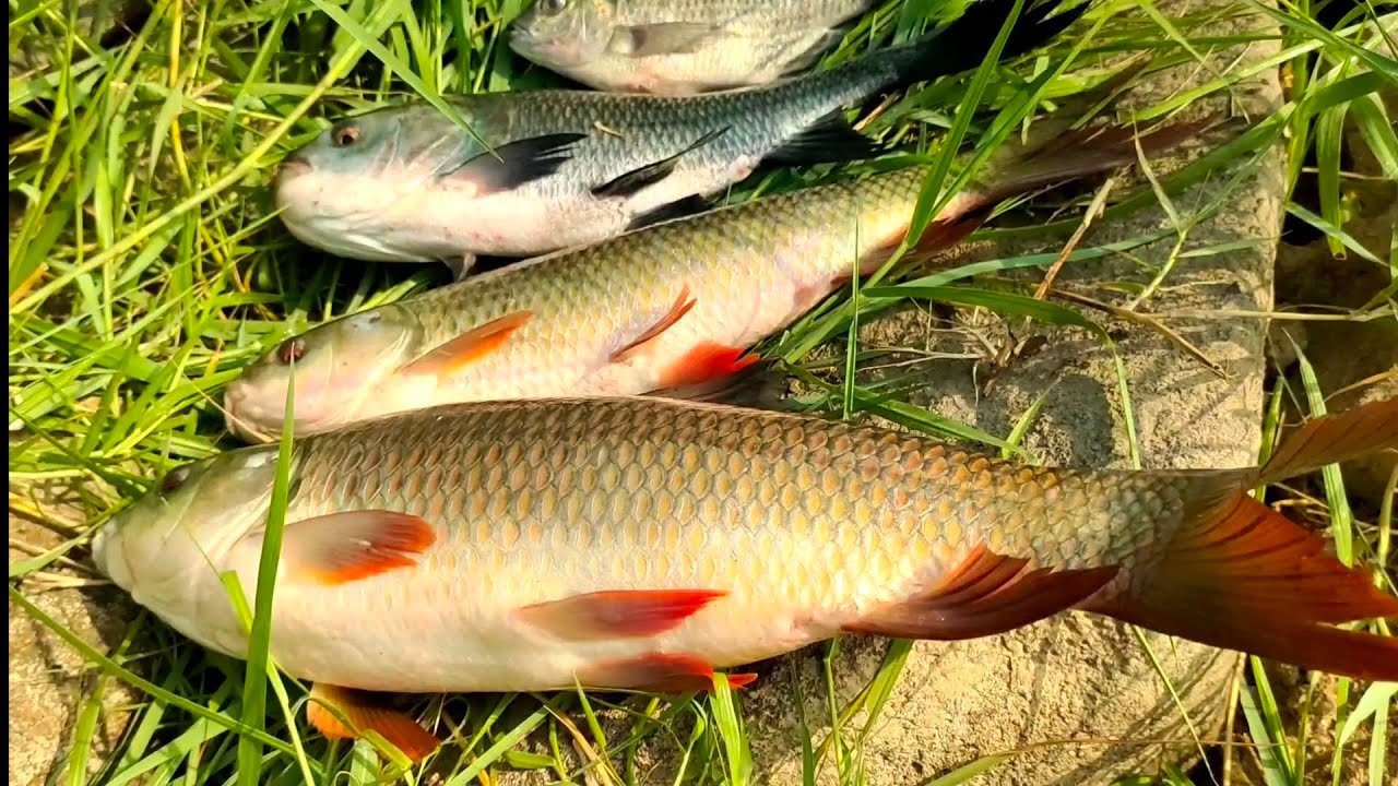 🐠 Fish catching ||Unbelievable Fishing ||Big Rohu Catla Fish Catching🎣 ...