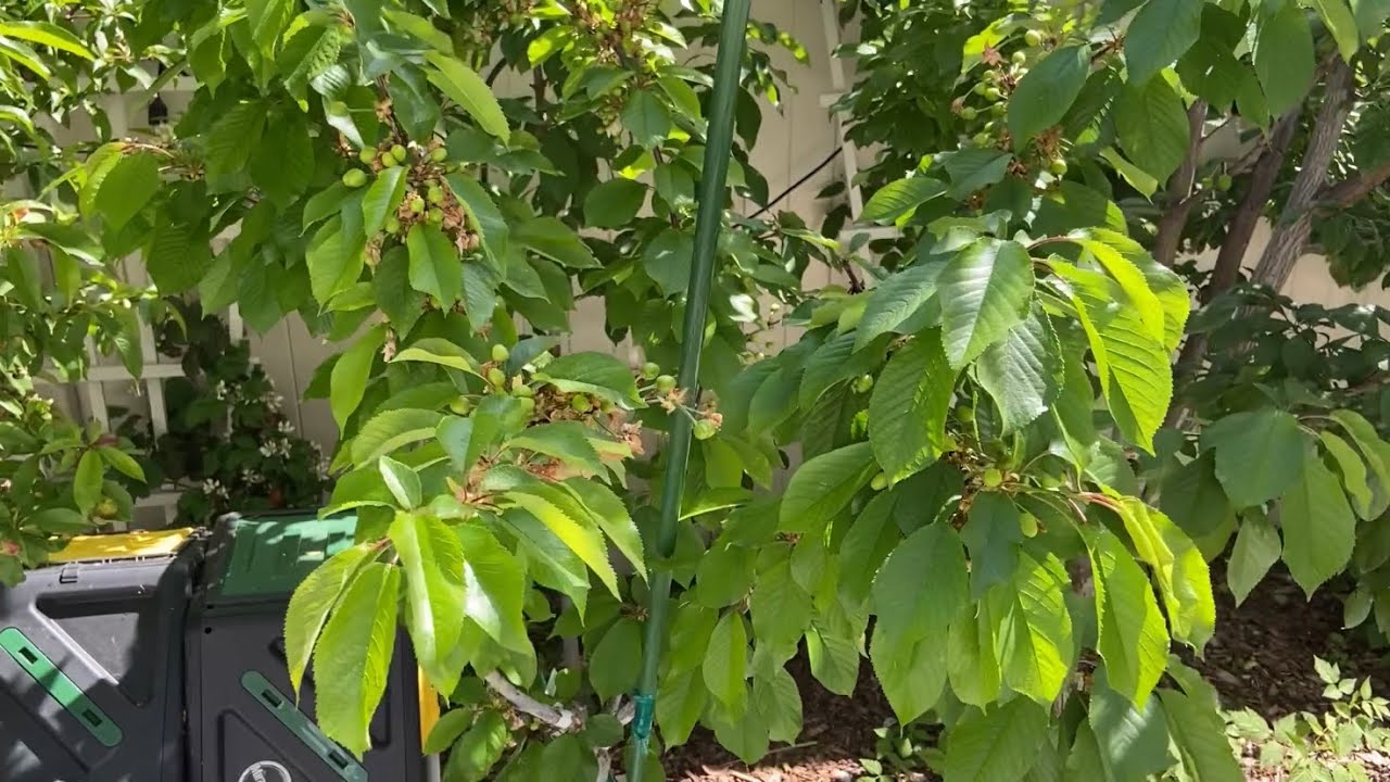 Our 3 Cherry Trees. Different Pollination. - YouTube