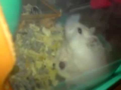 Hamster part 2 giving birth process - YouTube