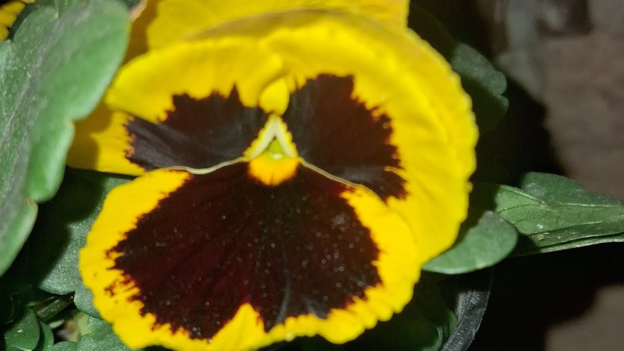 in 10, kunsa puhl h,#fulawar plate #garden #gardening #fulawar - YouTube