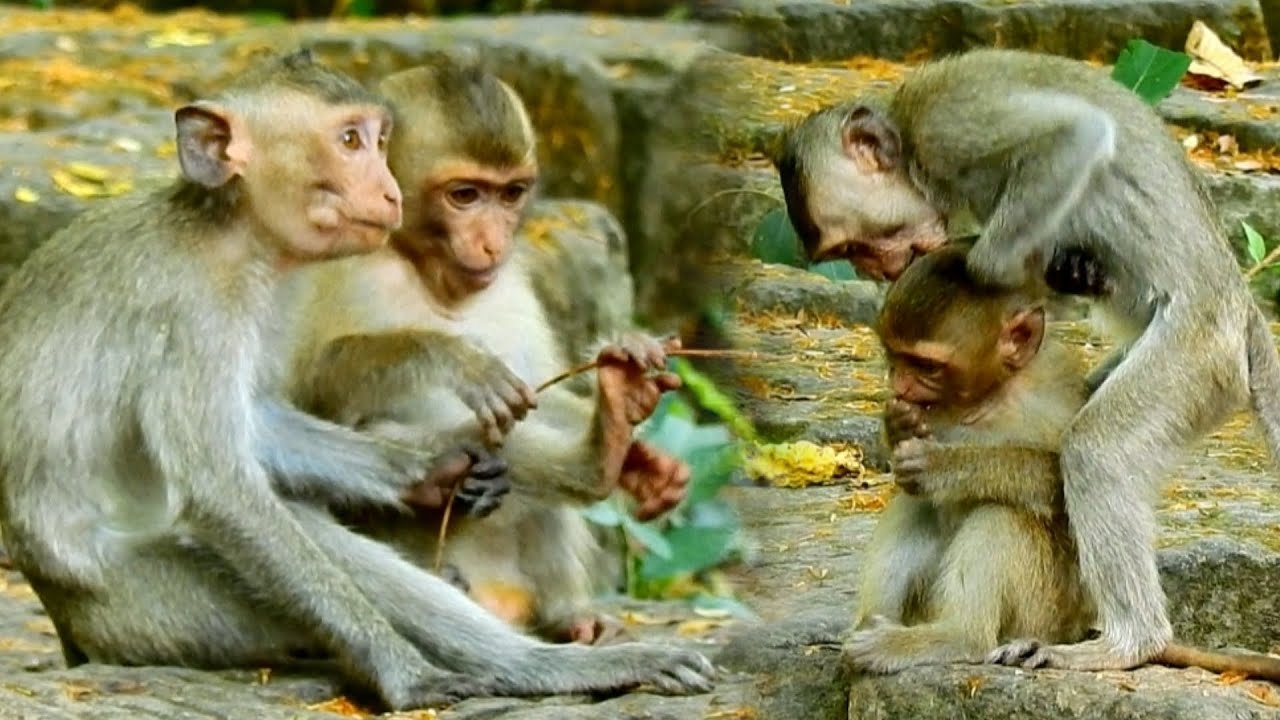 Monkey Rainbow and Dawn is the best friend - YouTube