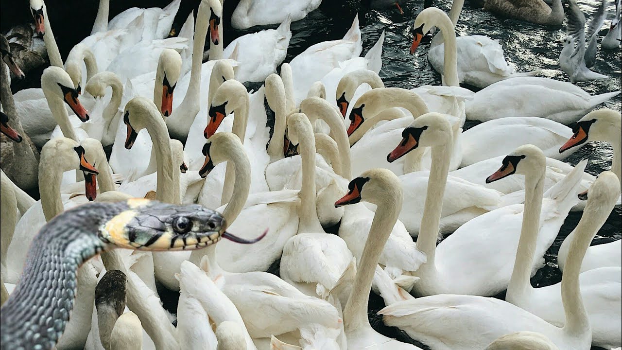 swan lake in India | Indian swan lake - YouTube