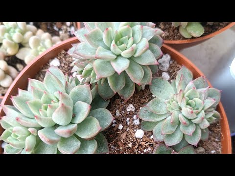 Sukulent bakımı ve satış videosu❤️ #sukulentsatışı #sukulent #succulent #sukulentbakımı #çiçek 