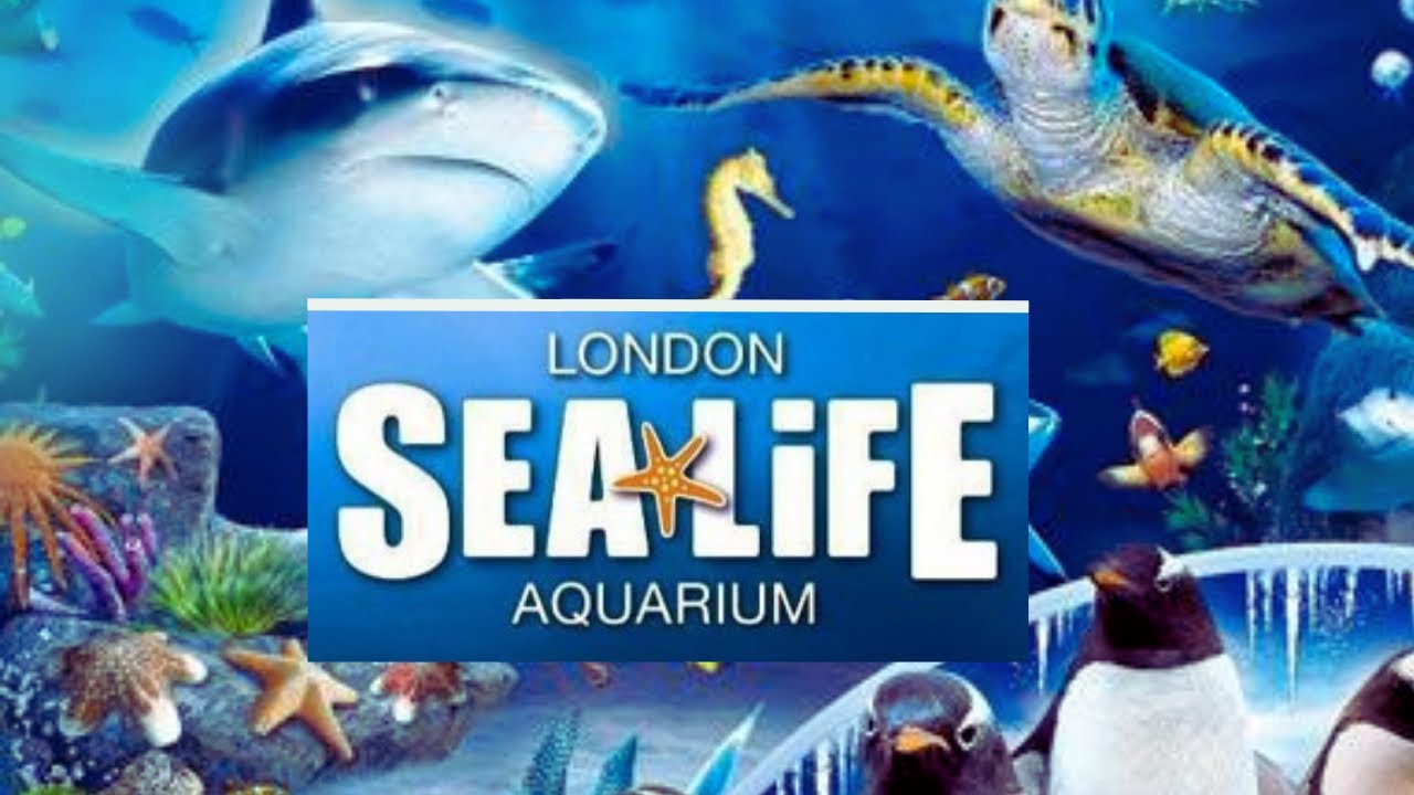"Discover the Wonders of the Ocean at Sea Life Aquarium London" - YouTube