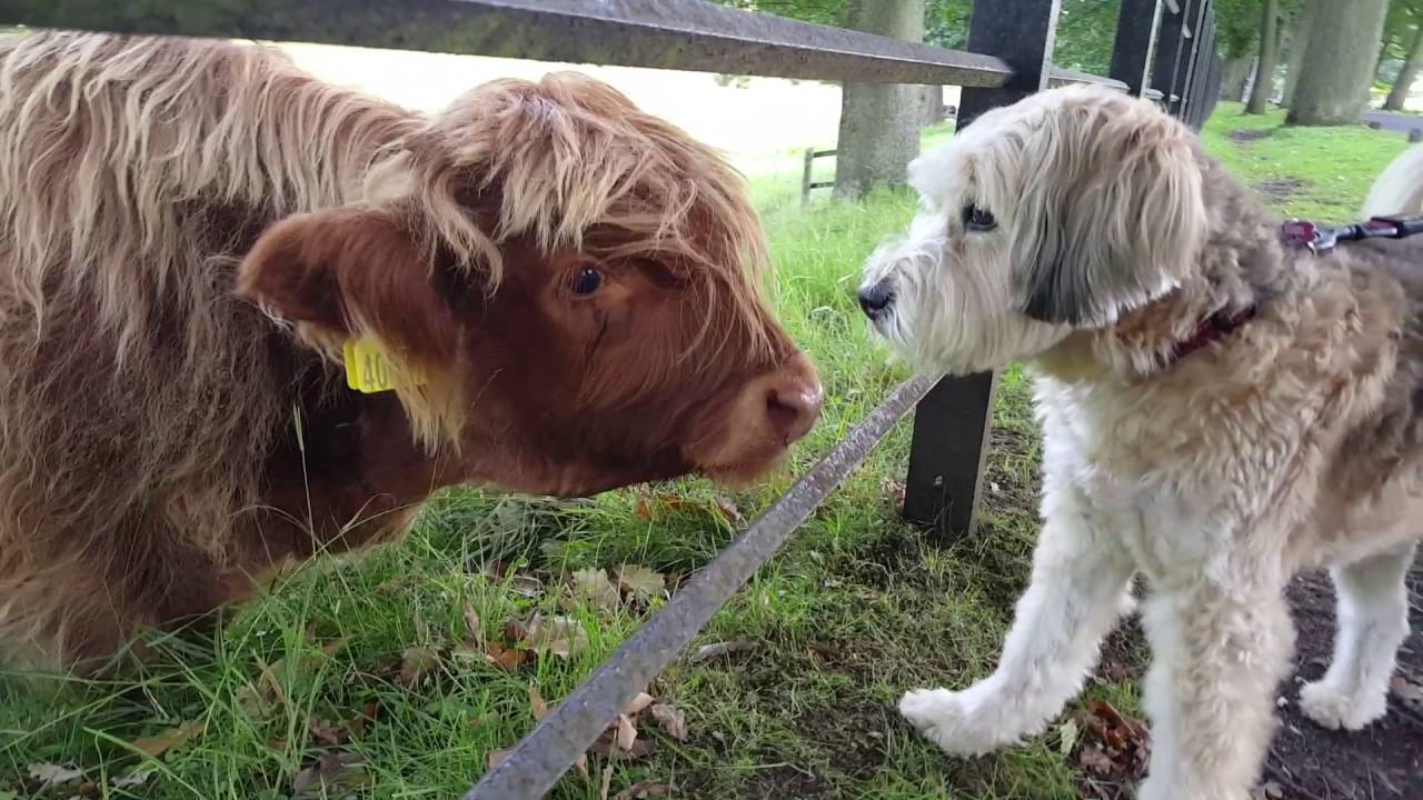 Highland cow and cute dog - YouTube