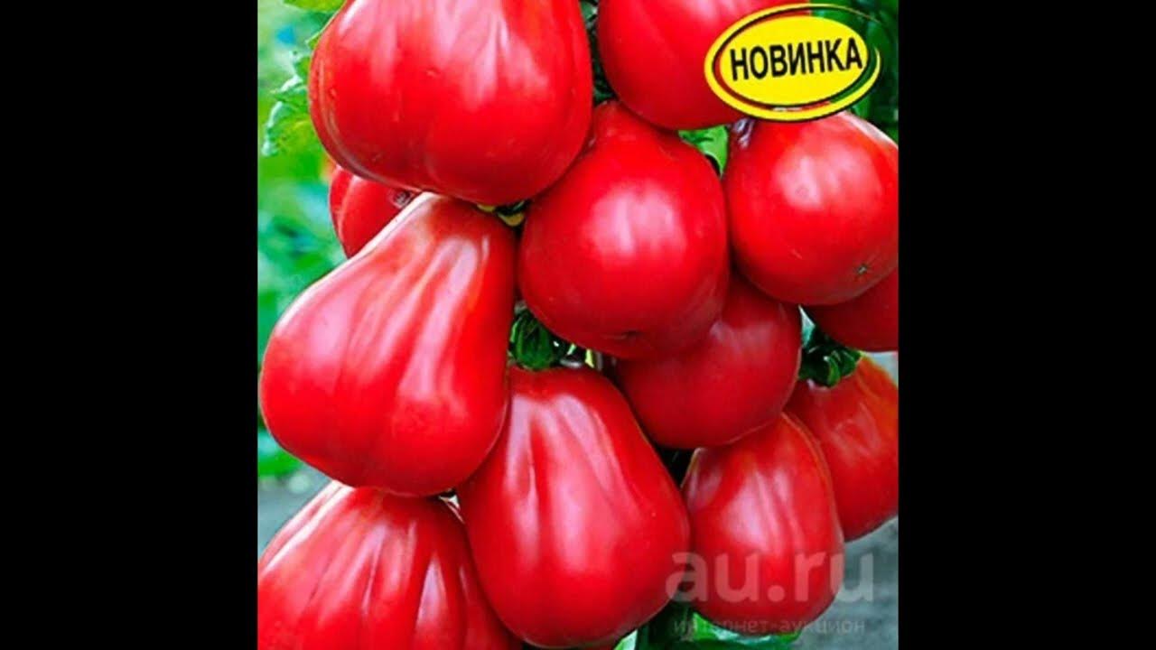 Самый лучший томат в мире 2023 г.!! Высокоурожайный, вкусный и сладкий ...