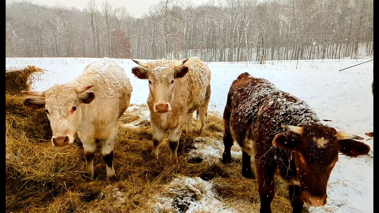 Downy Little Snowflakes | Beautiful Relaxing Winter Piano | Simple ...