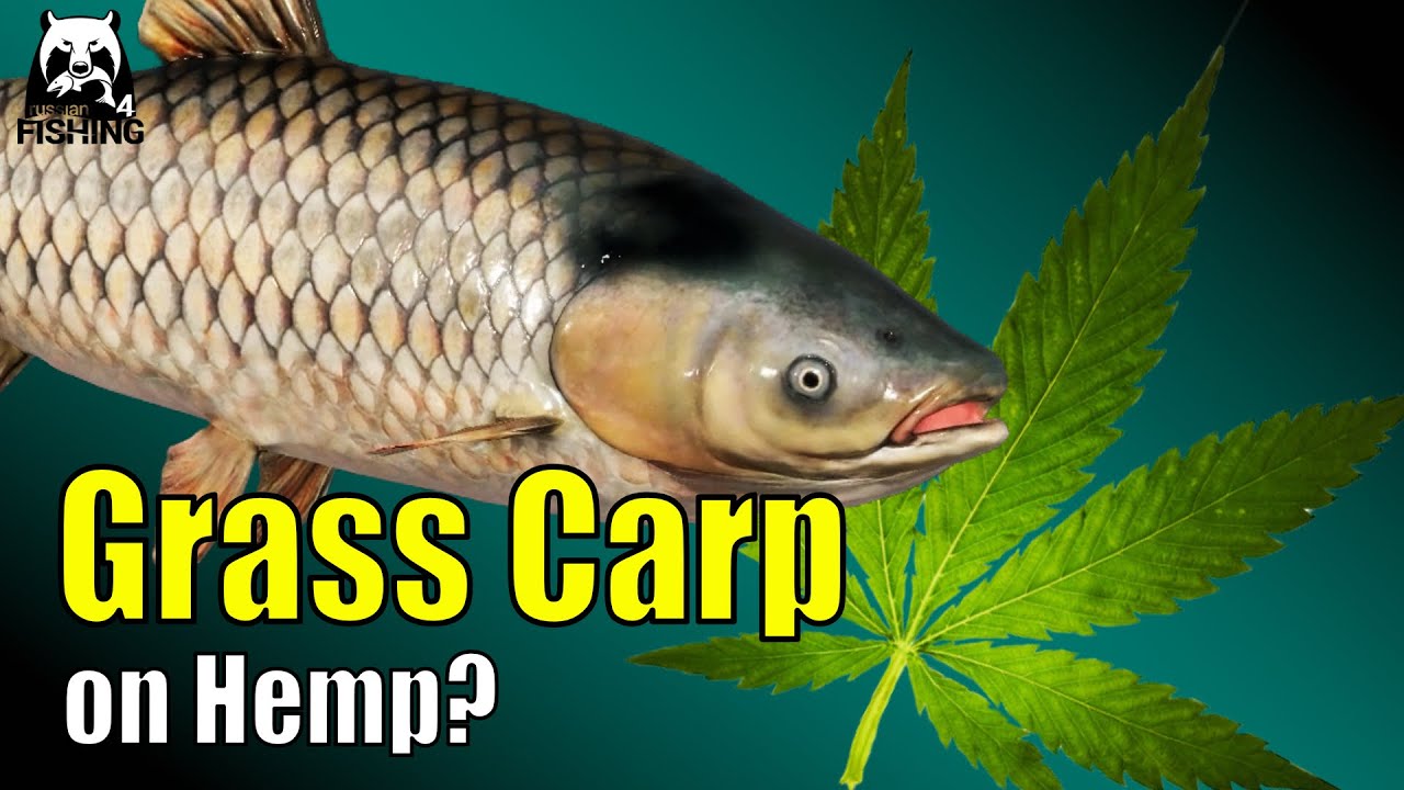 Russian Fishing 4 - Old Burg - 🎣Grass Carp on Hemp? Bait test #rf4 ...