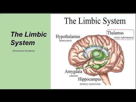 The Limbic system overview - YouTube