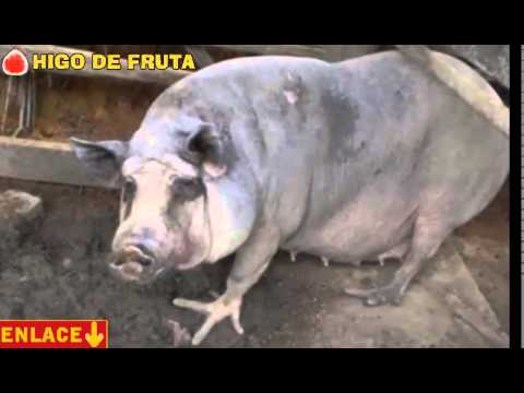 Cerdo sorprende por tener patas de gallo FOTO - YouTube