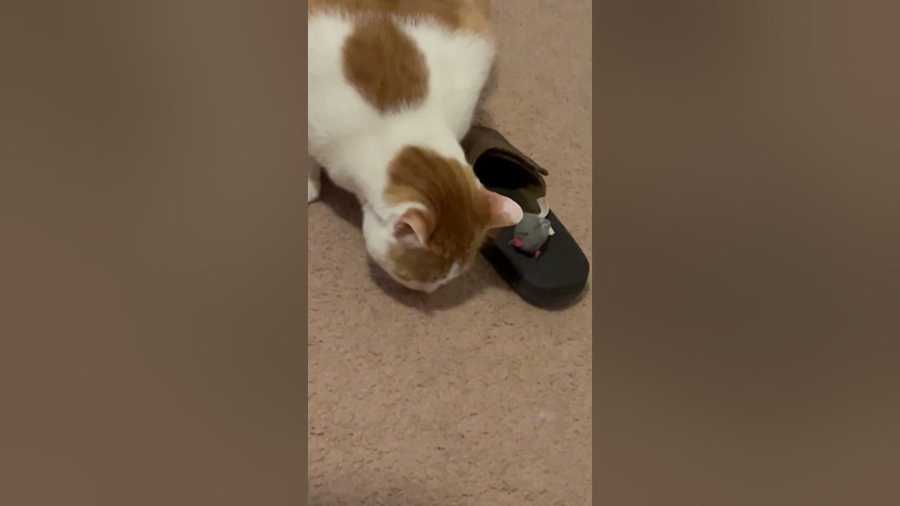 #car #cat mouse 2 - YouTube