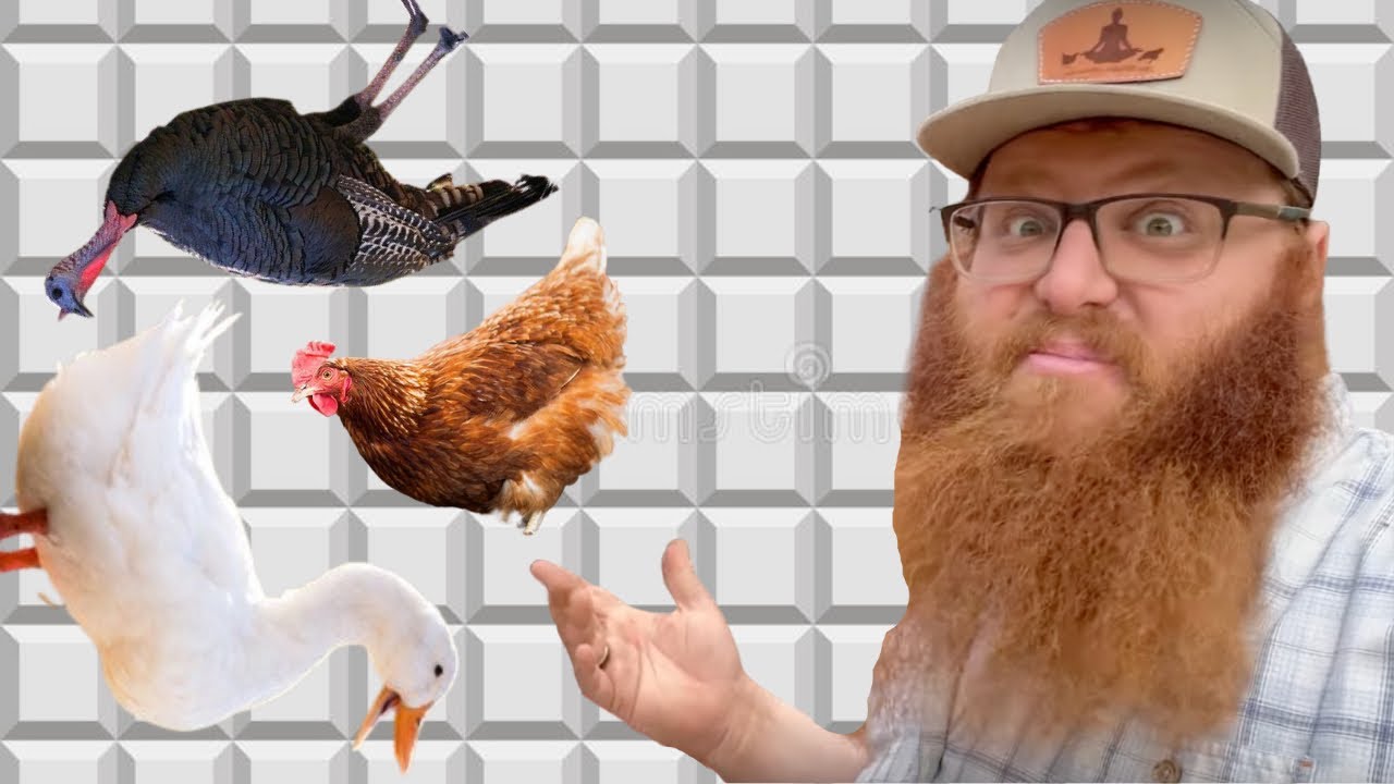 How To Play Bird Tetris - YouTube