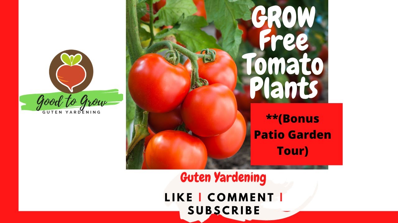 How to Grow More Tomatoes for FREE | Urban Patio Garden Tour | July ...