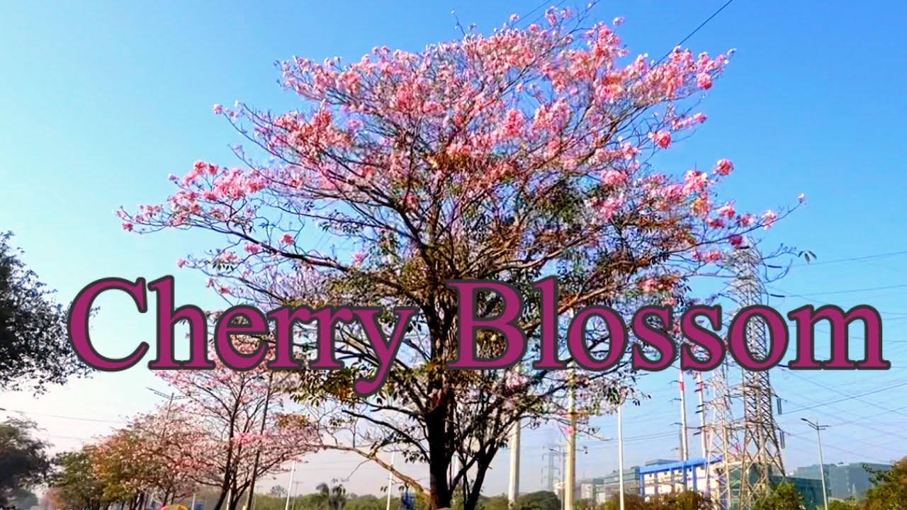 Cherry Blossom at Vikhroli - YouTube
