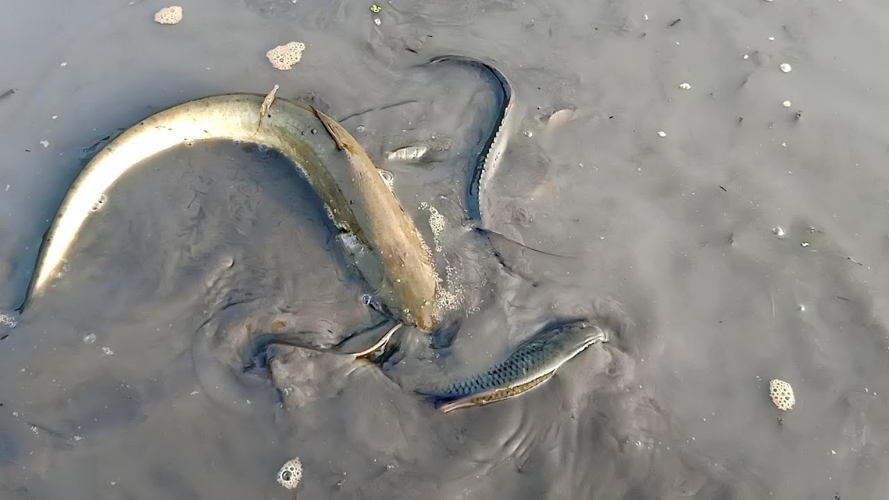 Wonderful Fishing-People Big Catfish(Boal) fish Catching by hand in the ...