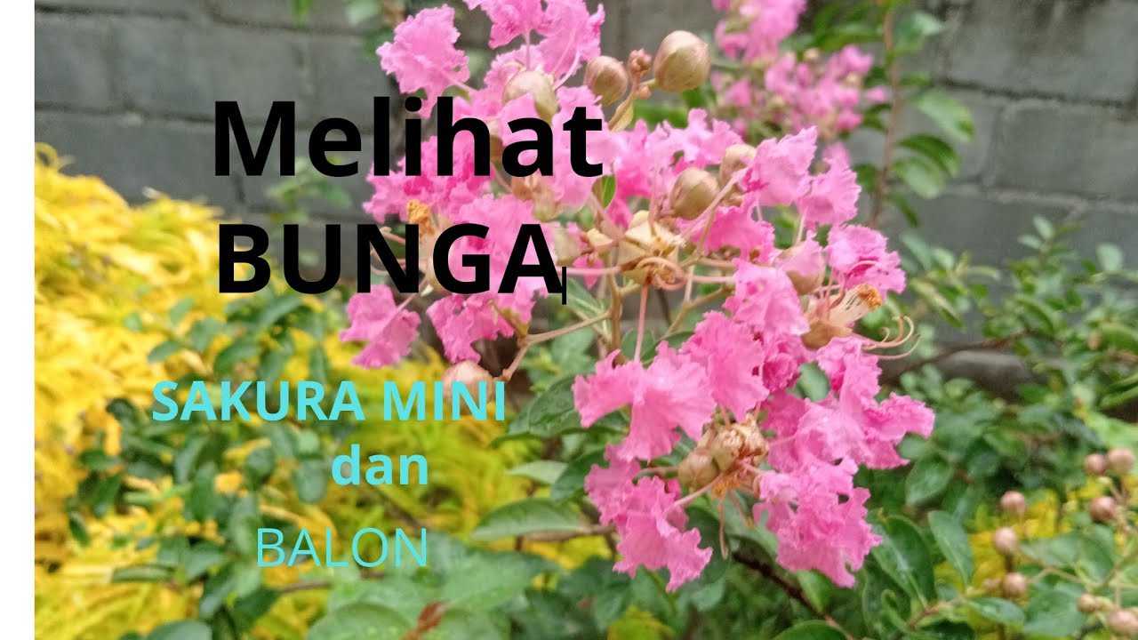 BUNGA SAKURA LOKAL DAN BUNGA BALON...KOLEKSI GARDEN SOENAP🍀🍀🍀🍀 ...