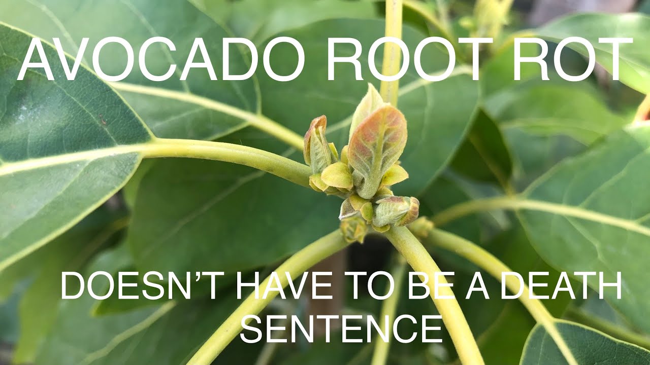 AVOCADO TREE HAS ROOT ROT ? IT DOESN'T HAVE TO BE A DEATH SENTENCE ...