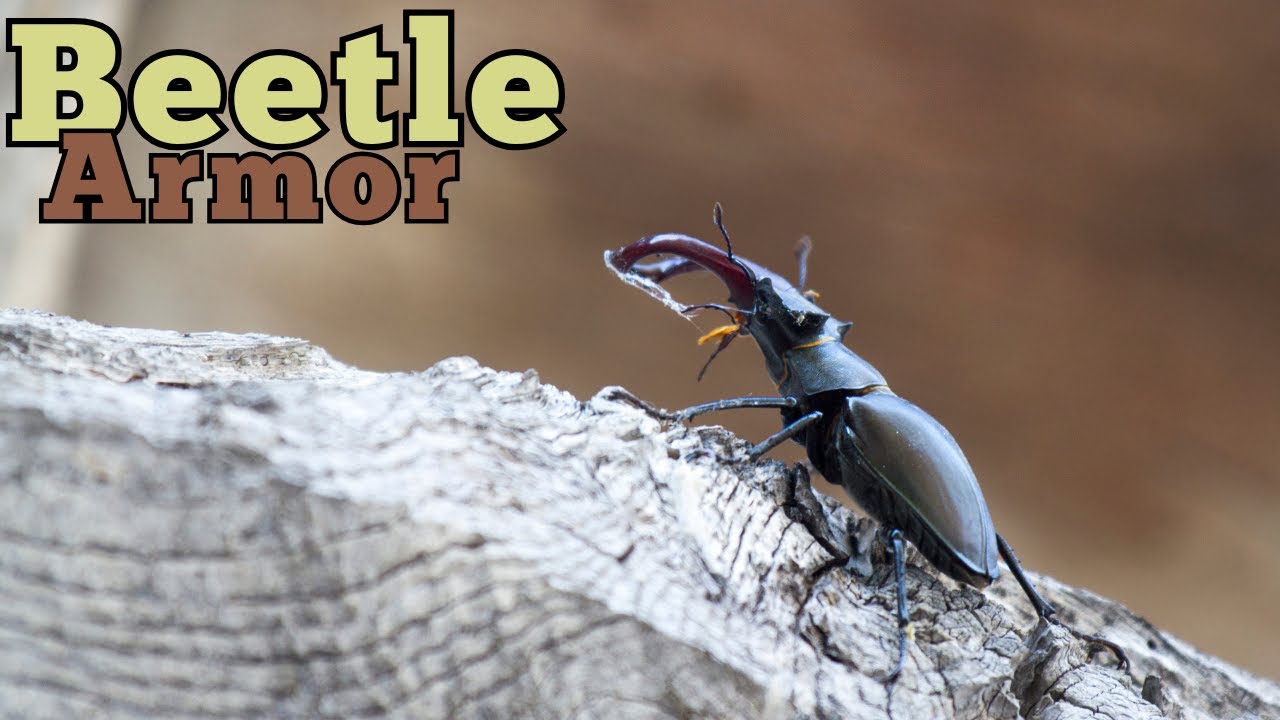 The Amazing World of Beetle Armor! - YouTube