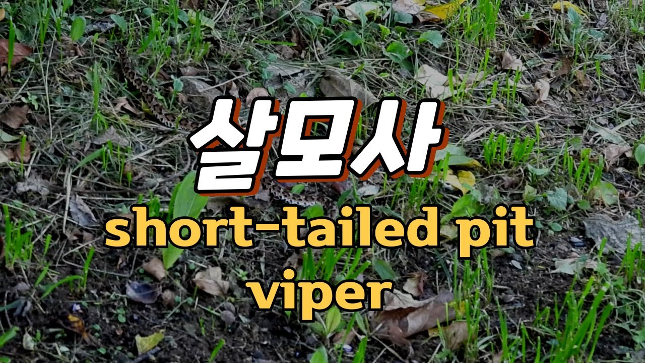 또 뱀~~~#살무사#살모사#short-tailed pit viper#뱀 - YouTube