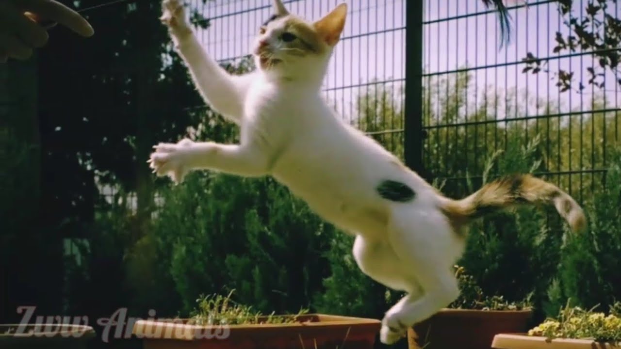 Cate playing Cute Pets Funny Cat Playing video 2020 - Zww Cute Pets ...