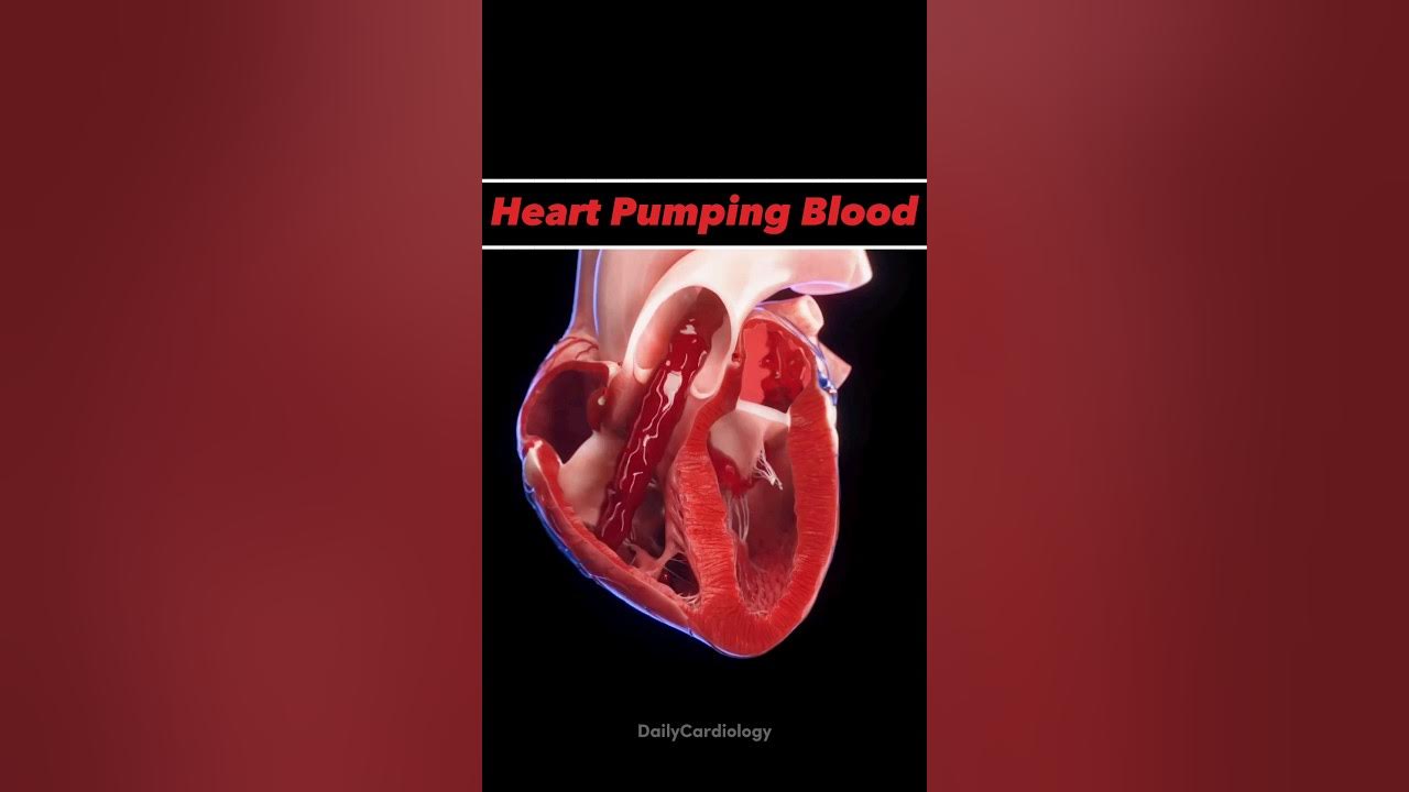 HEART PUMPING BLOOD !! #heart #anatomy #animation #bloodcirculation #cardiology #shorts - YouTube