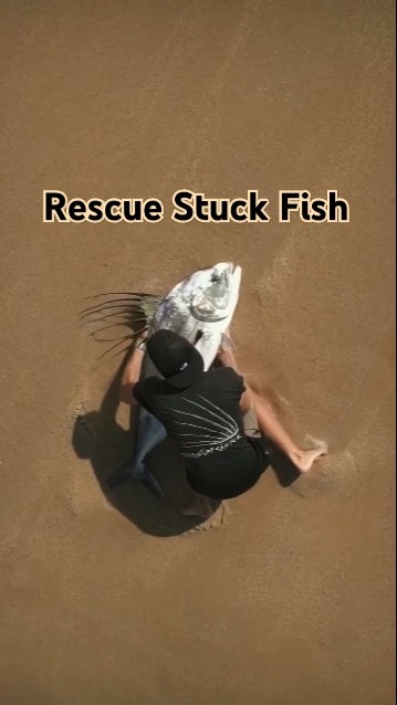 Rescue Stuck Giant Fish - YouTube