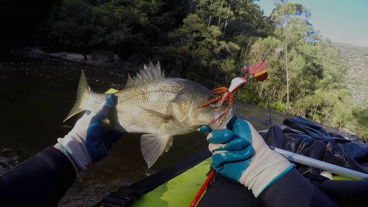 BASS FISHING SYDNEY USING DEADLY LURES BOOFHEAD - YouTube