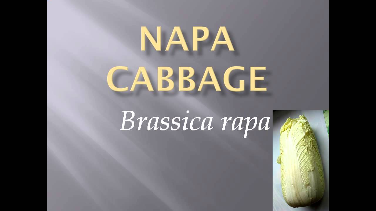 Pronunciation, Picture and Scientific name of vegetable NAPA CABBAGE ...