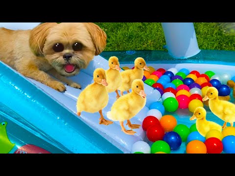 Su parkında kaydıraktan aşağı yuvarlanan komik köpek ve ördek yavrusu